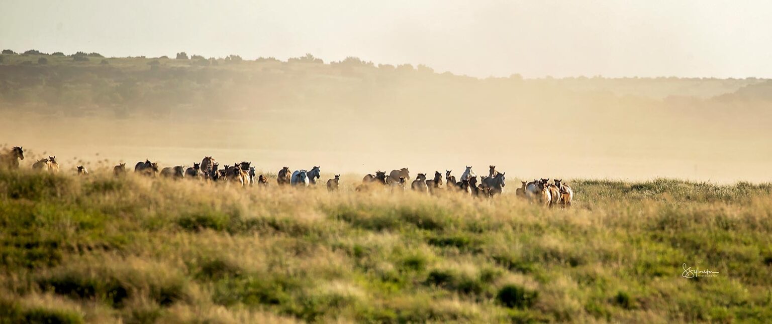 6666 Ranch: The Most Significant Ranch Purchase in Recent U.S. History