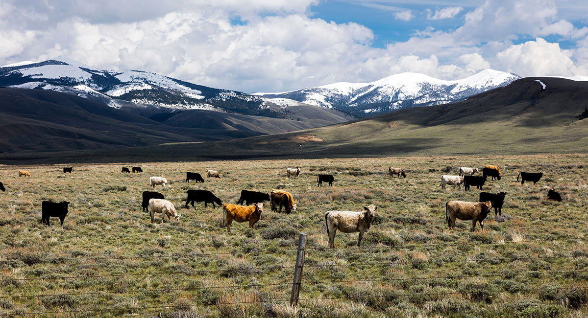 Top 8 Reasons to Buy a Montana Ranch