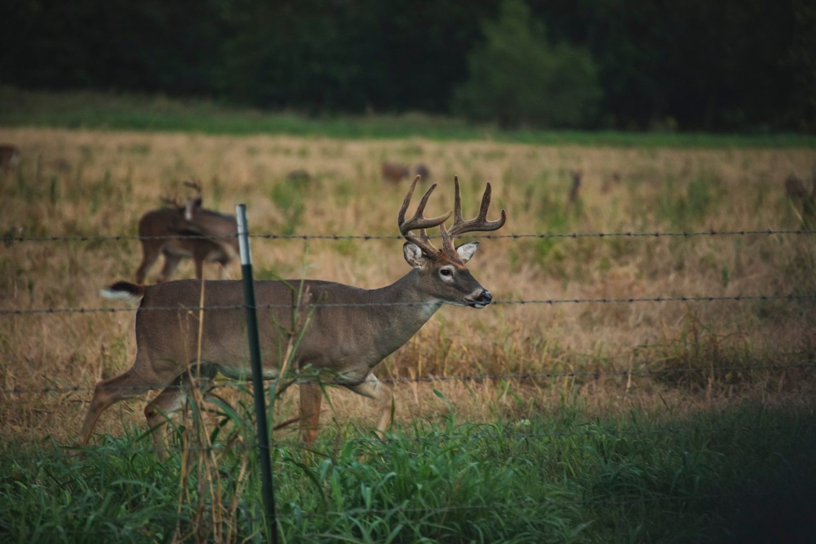 Hunting Ranches And The Traditions Of Bird And Big Game Hunting | UC ...