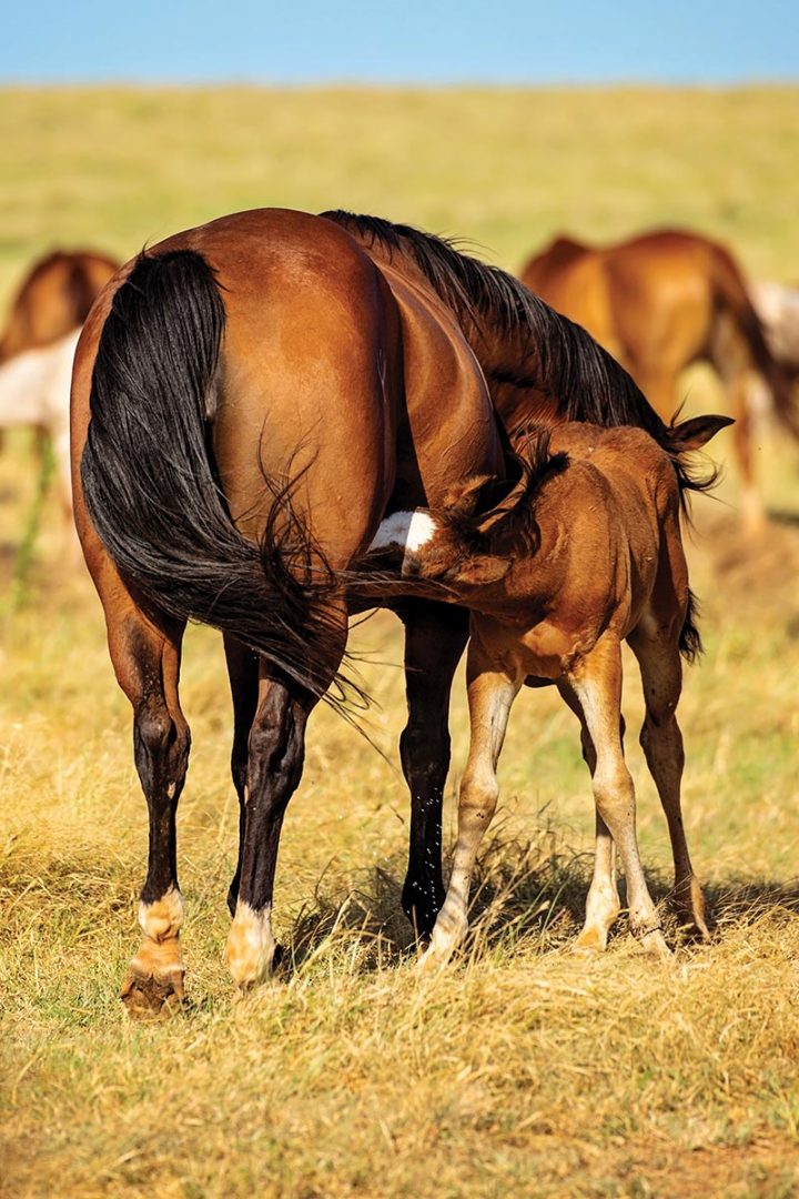 Horse and Equestrian Ranches for Sale | UC Ranch Properties