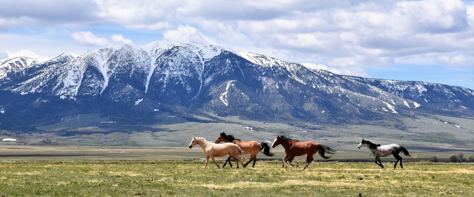 Horse and Equestrian Ranches for Sale | UC Ranch Properties