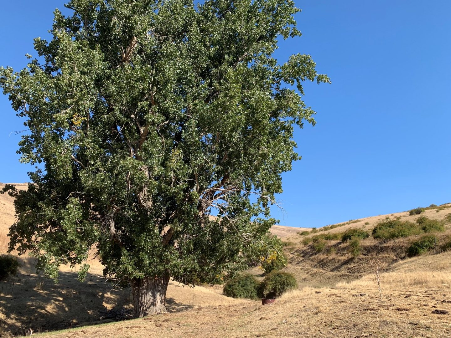 MC Ranch in Pilot Rock, Oregon | UCRP