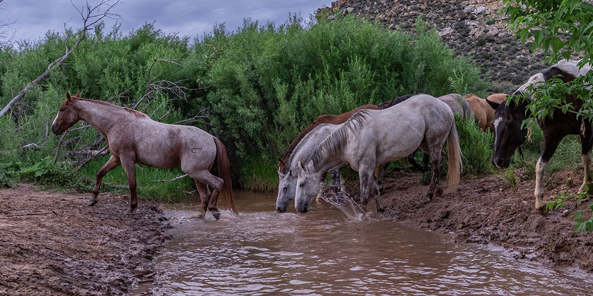 Property Water Rights and The Benefits of a Live Water Ranch