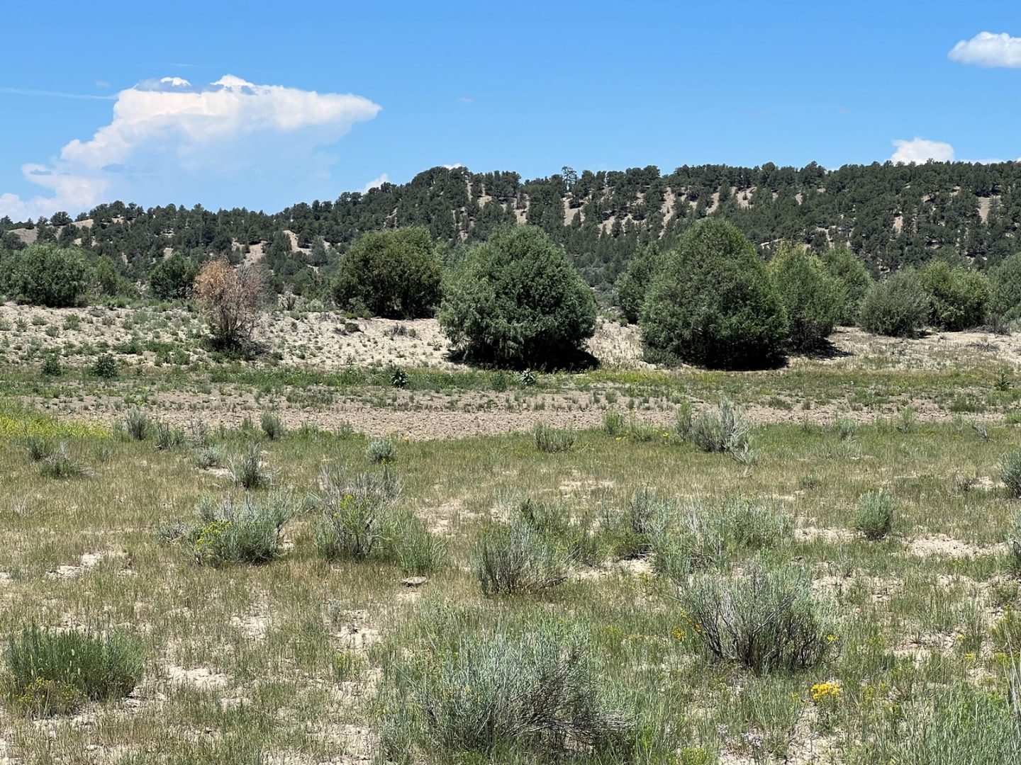 Incredible Elk Hunting Ranch in Chama Valley - 2,070 Acres | UCRP