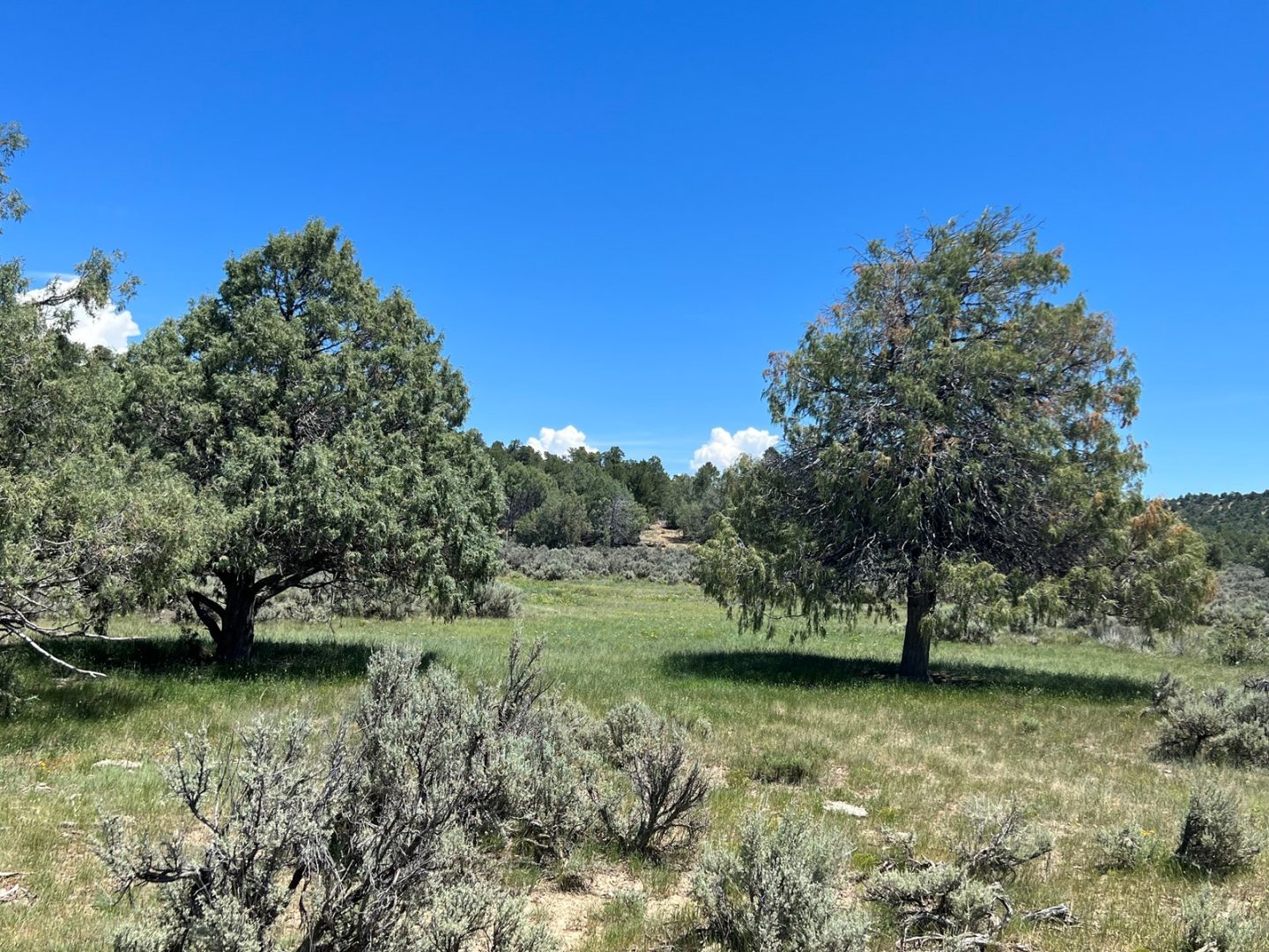 Incredible Elk Hunting Ranch in Chama Valley - 2,070 Acres | UCRP