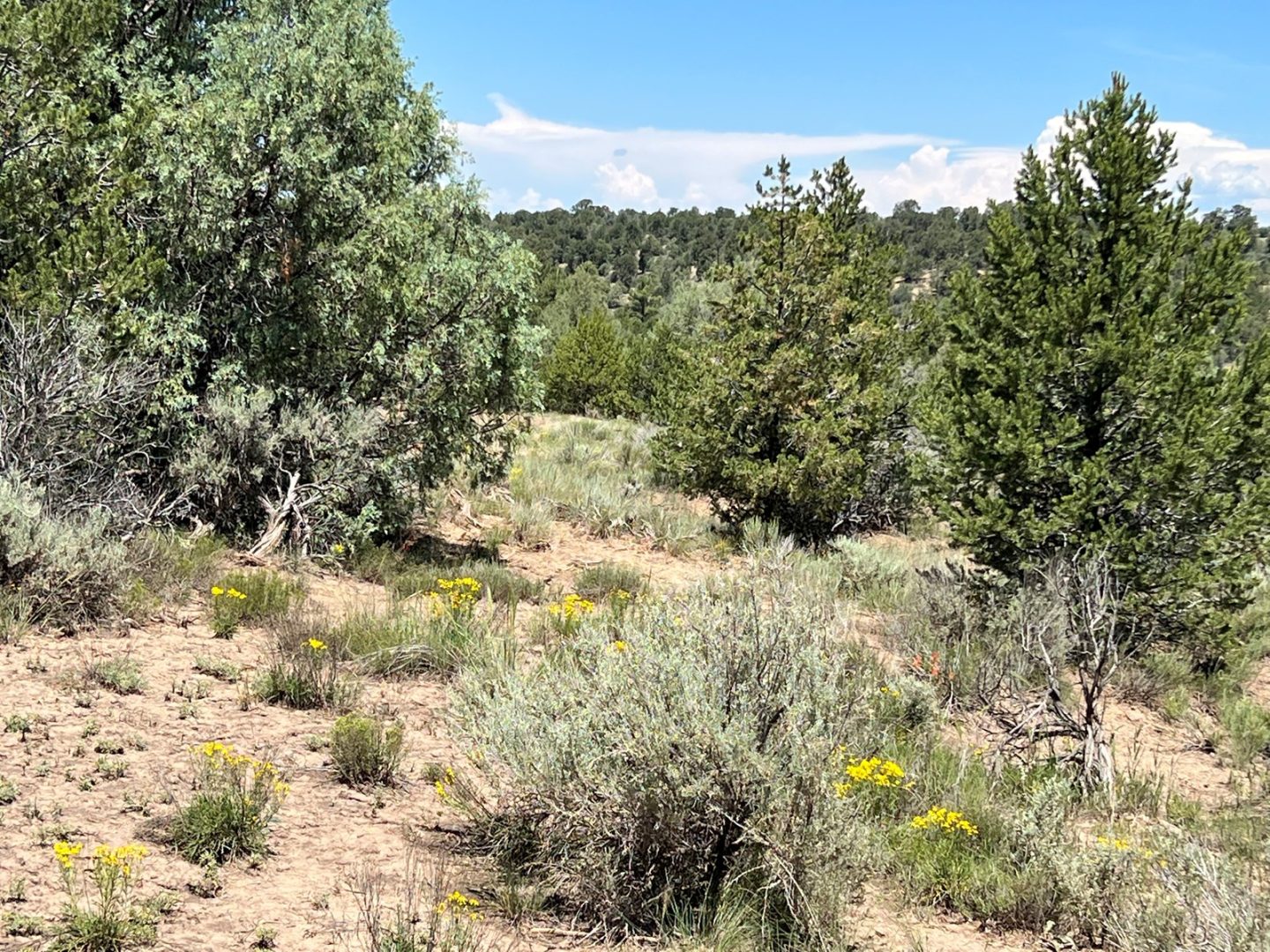 Incredible Elk Hunting Ranch in Chama Valley - 2,070 Acres | UCRP