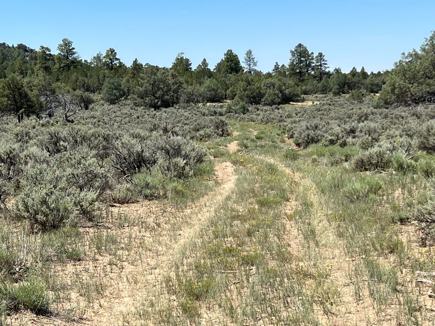 Incredible Elk Hunting Ranch in Chama Valley - 2,070 Acres | UCRP