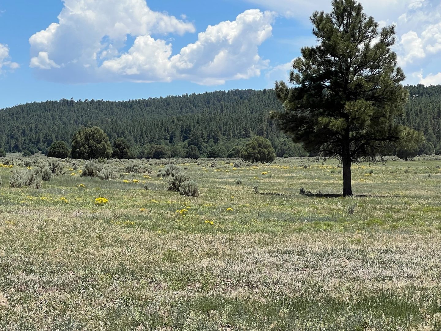 Hunting Ranch with Wooded Acreage in Northern New Mexico | UCRP