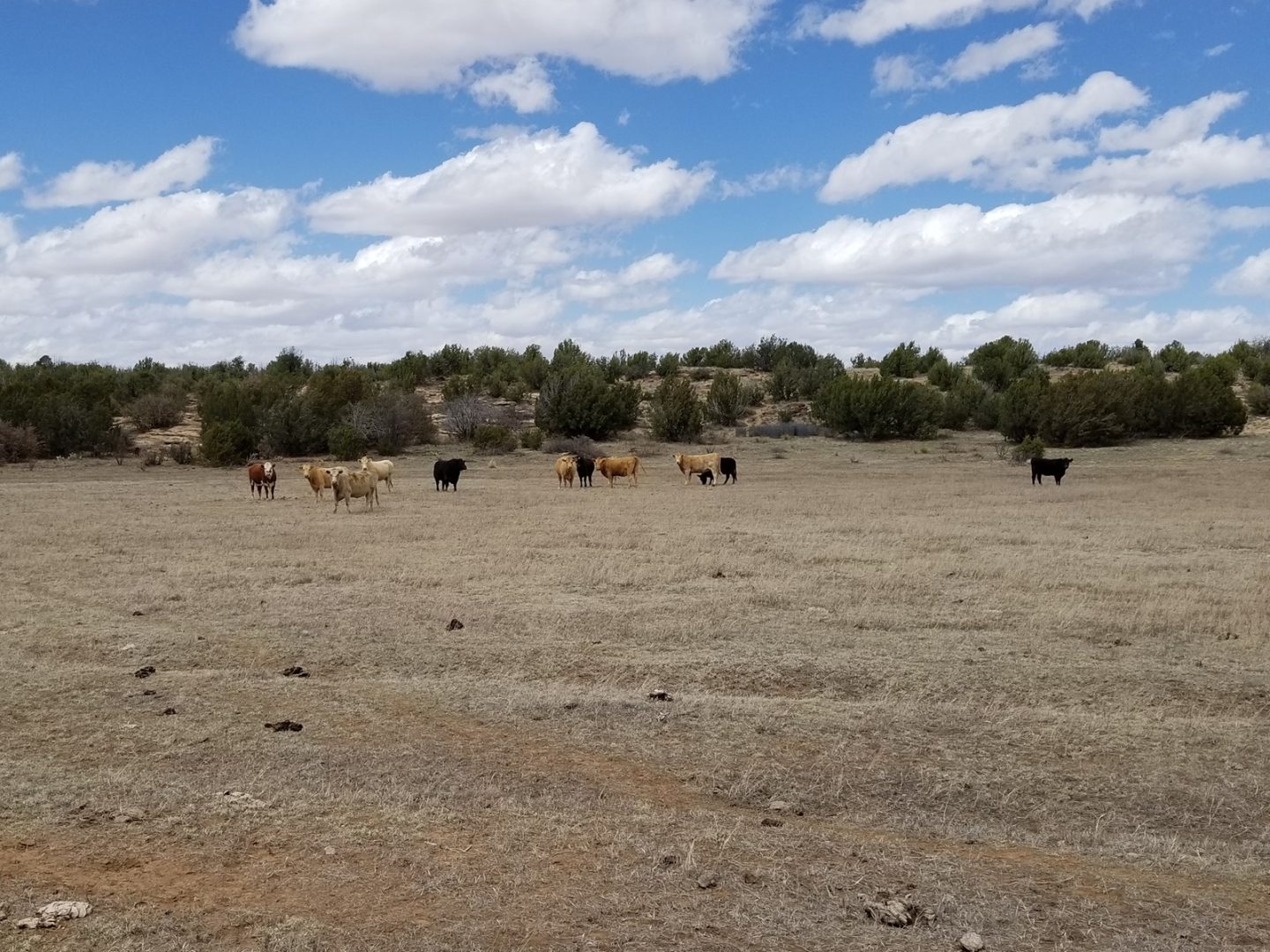 Pecos River Ranch in Central New Mexico | UCRP