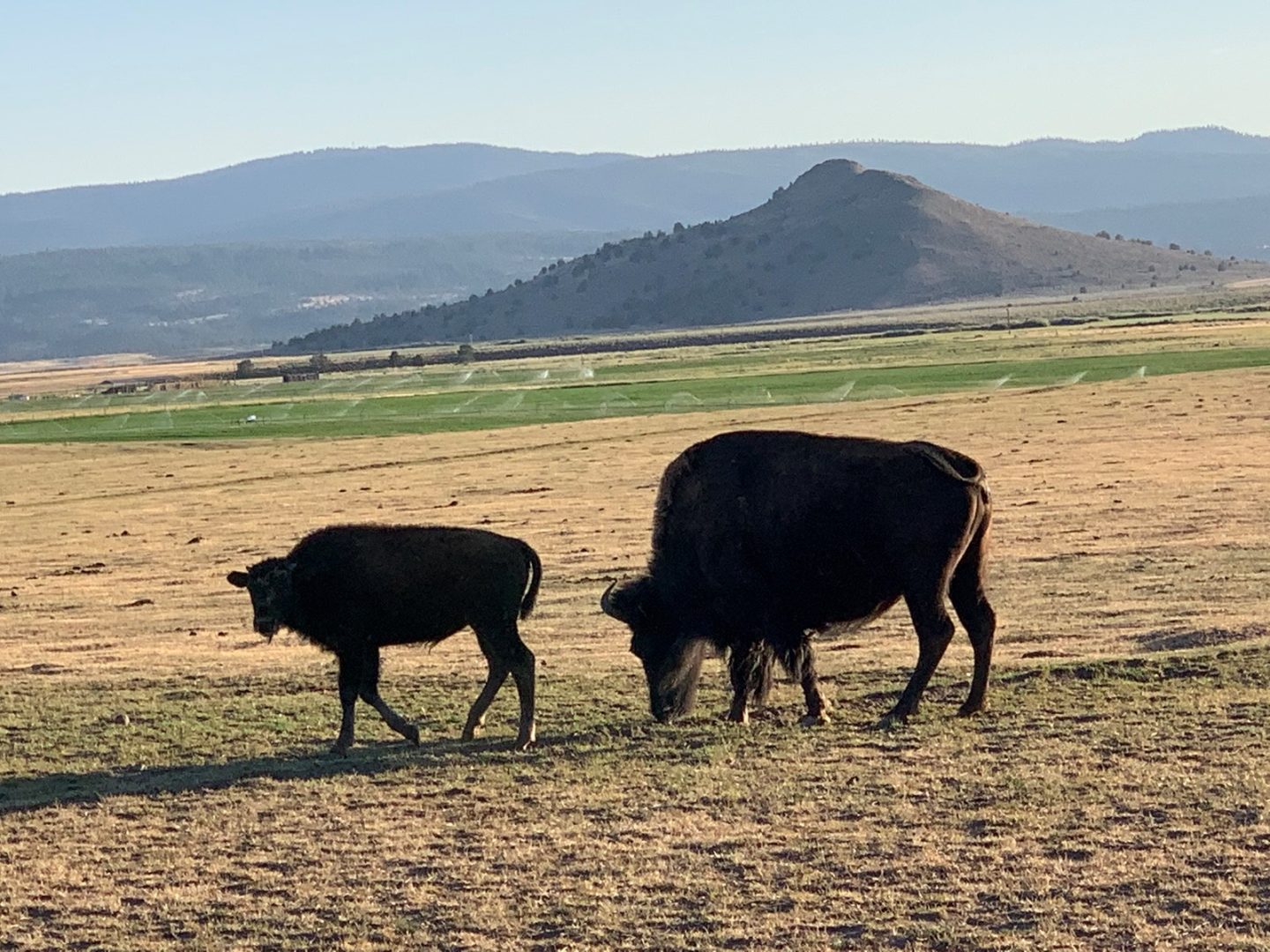 Cattle & Bison Ranch in Alturas, CA | UCRP