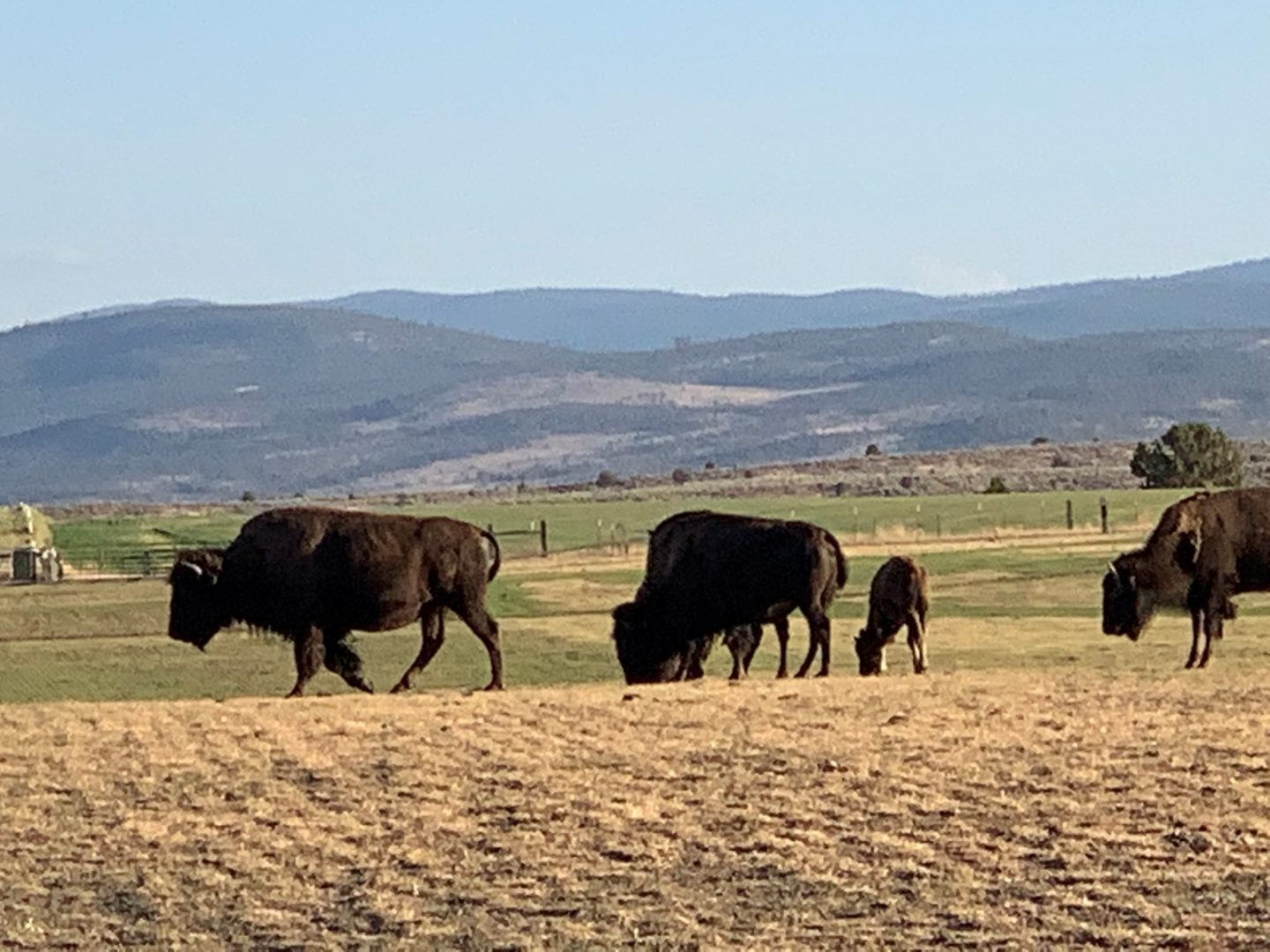 Cattle & Bison Ranch in Alturas, CA | UCRP