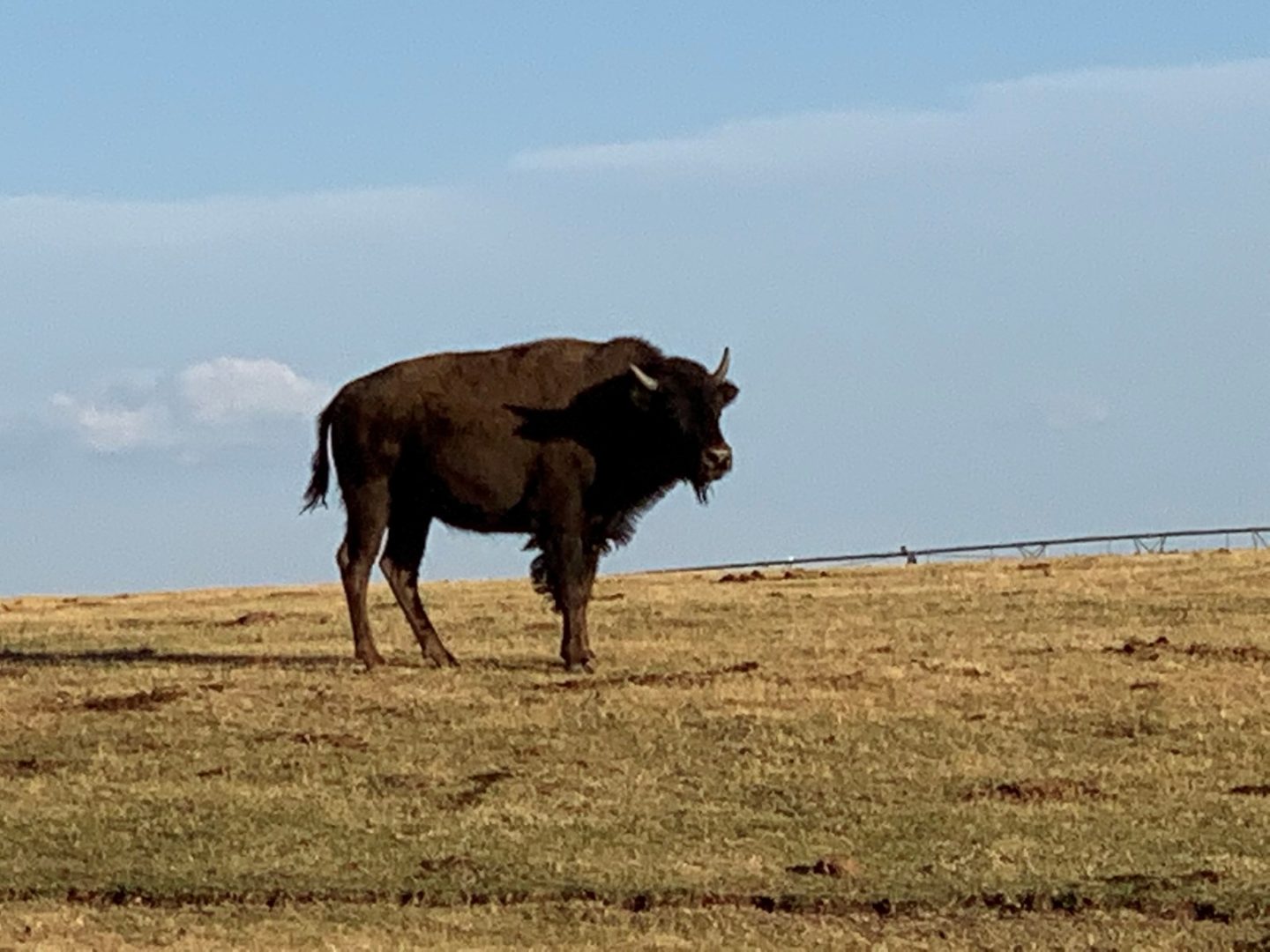 Cattle & Bison Ranch in Alturas, CA | UCRP