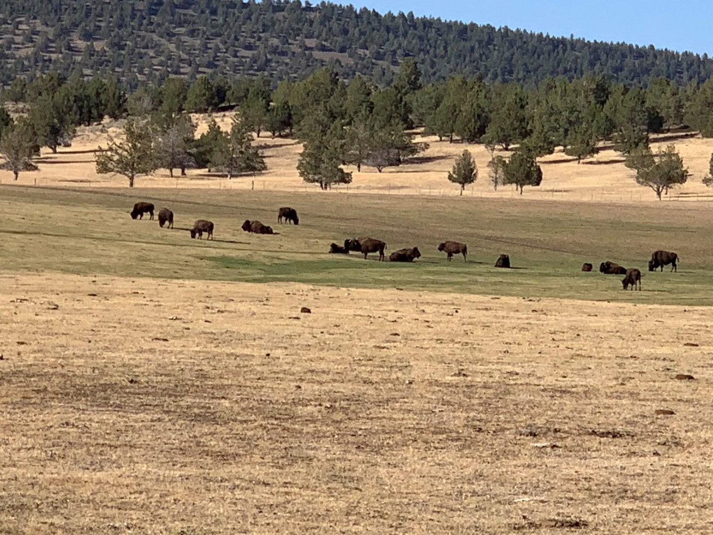 Cattle & Bison Ranch in Alturas, CA | UCRP
