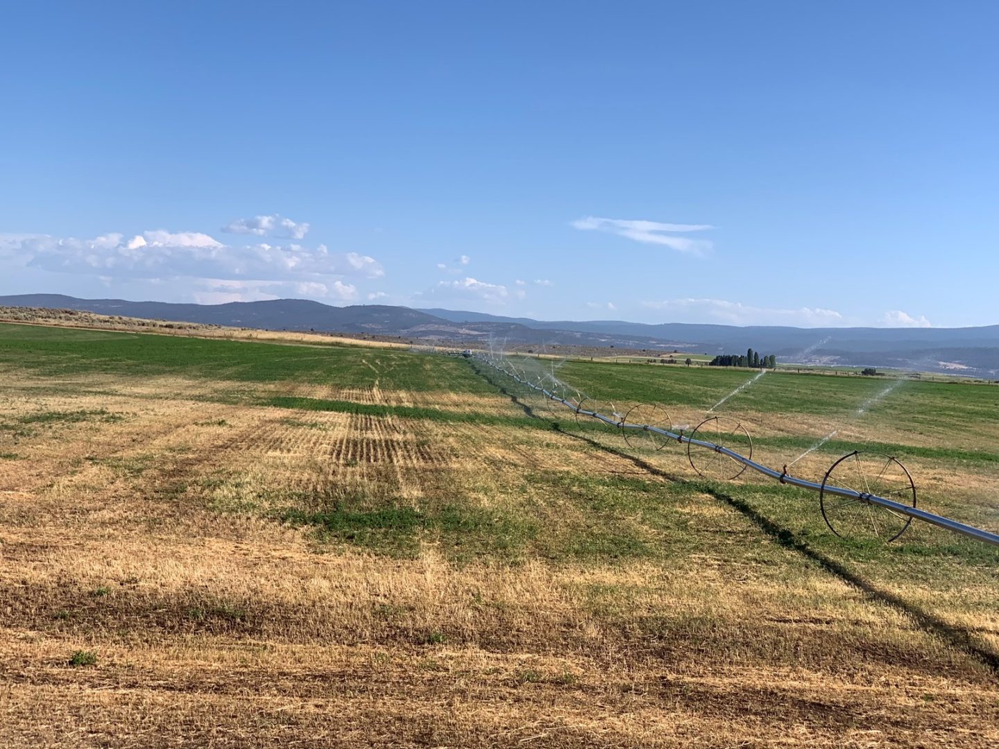 Cattle & Bison Ranch in Alturas, CA | UCRP