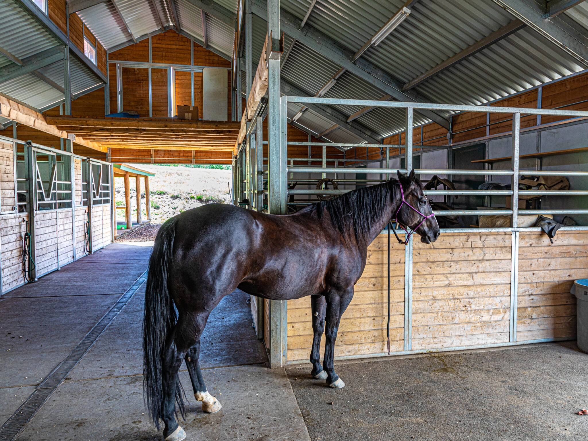 Pat Parelli on His Ranch and the Future of Natural Horsemanship