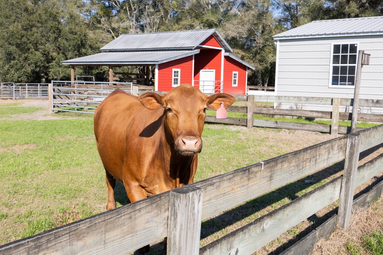 135-Acre Cattle Ranch in Alachua County, FL for Sale - Make this your ...