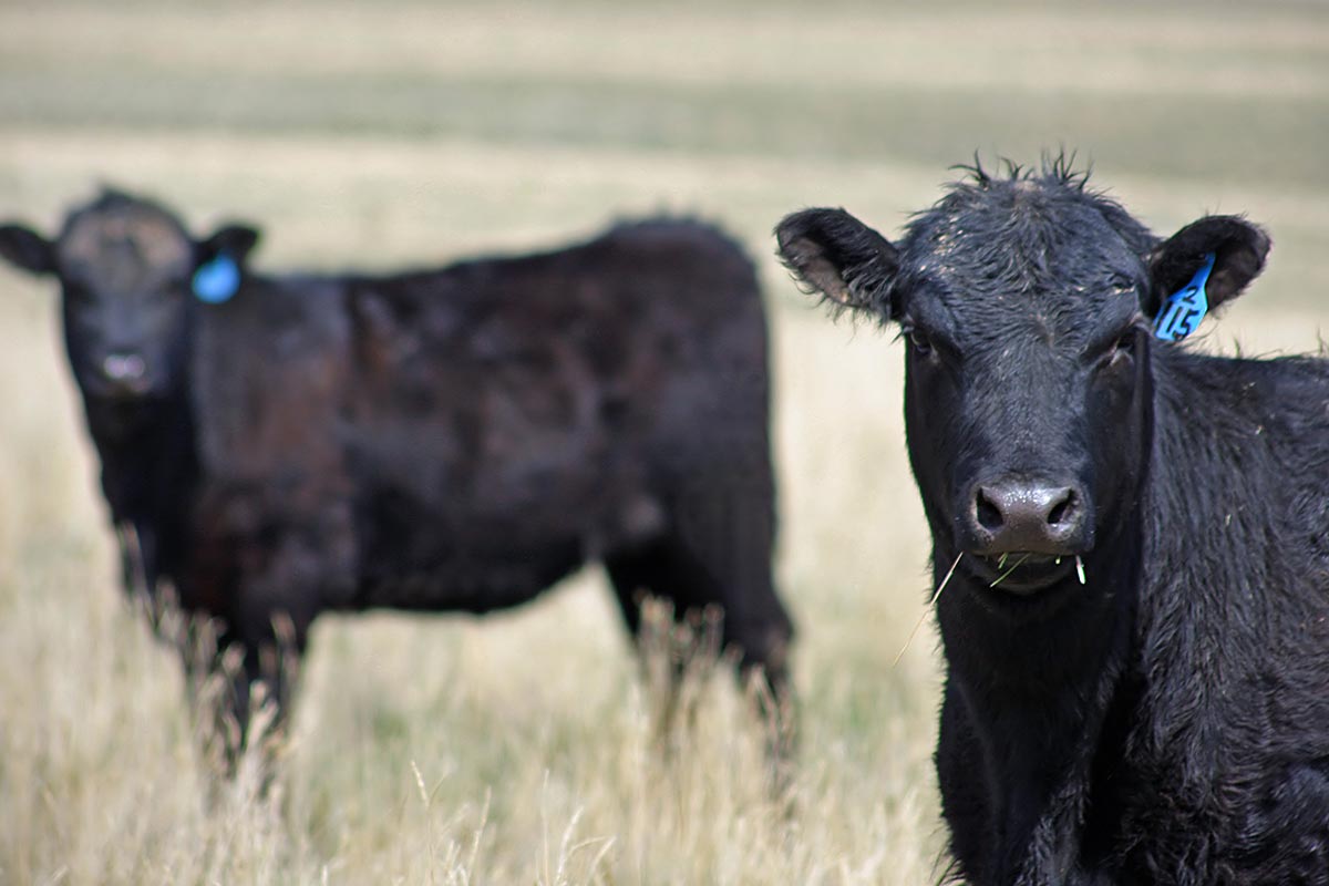 5 Largest Montana Ranches | UC Ranch Properties