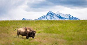 5 Largest Montana Ranches | UC Ranch Properties