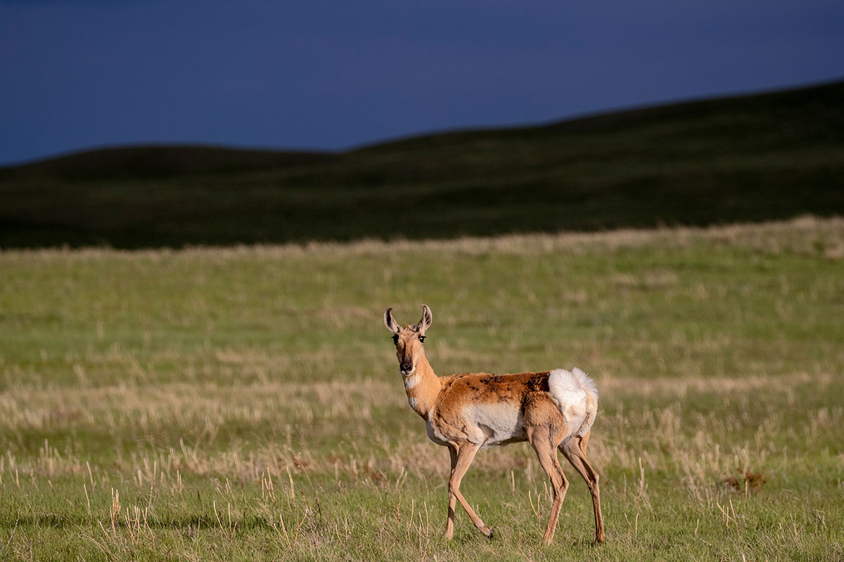5 Largest Montana Ranches | UC Ranch Properties