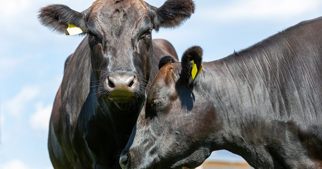 Wagyu Cattle in America | UC Ranch Properties