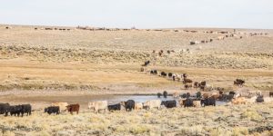 5 Largest Ranches in Colorado | UC Ranch Properties