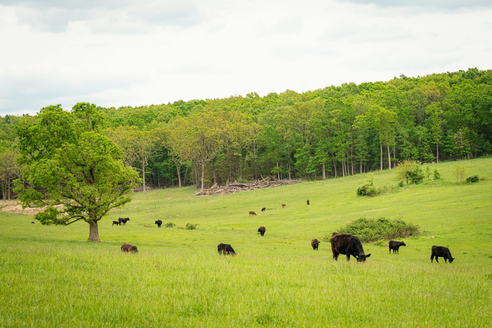 Premier 1,219-Acre Working Cattle Ranch in Falcon, MO | UCRP