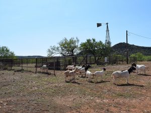 List of Ten Largest Ranches in Texas | UC Ranch Properties